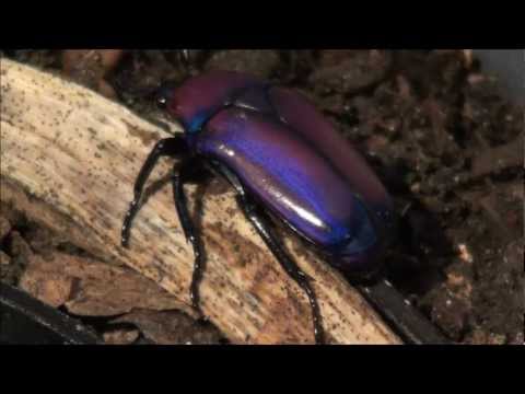 5 of the Most Beautiful Beetles on the Planet | Outdoors | Before It's News
