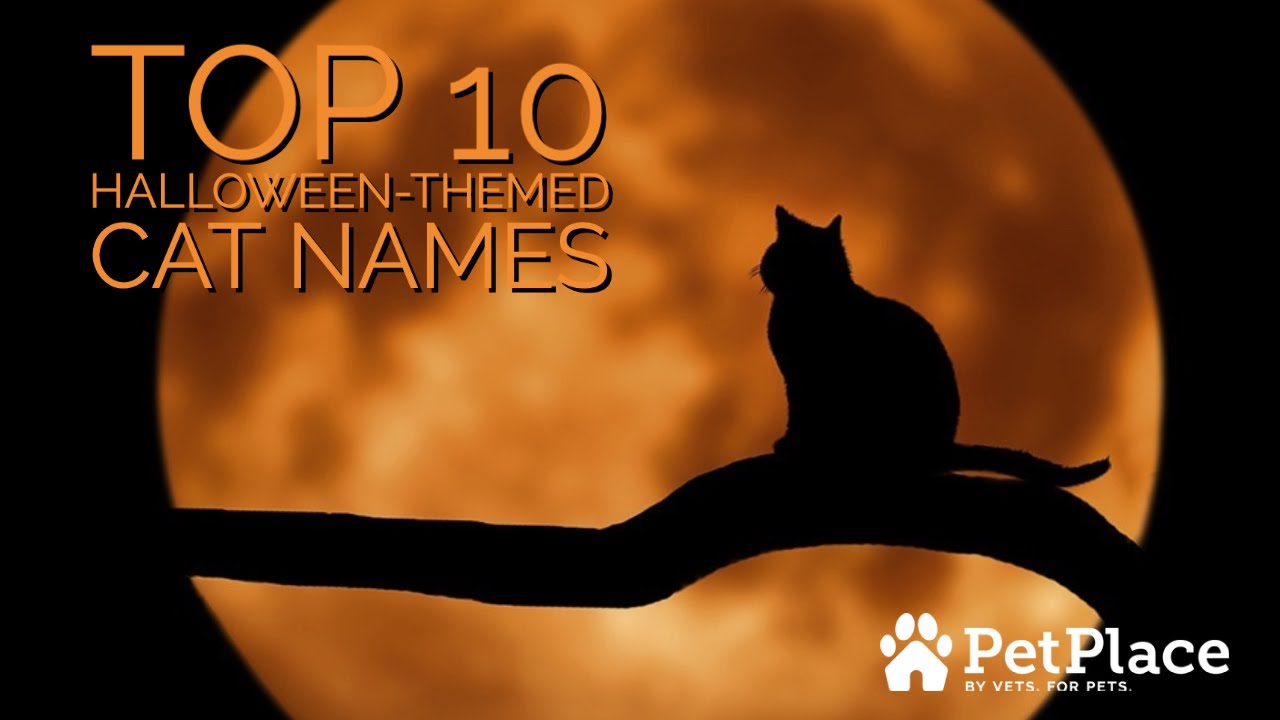Our Top 10 Cat Names for Halloween | PetPlace.com