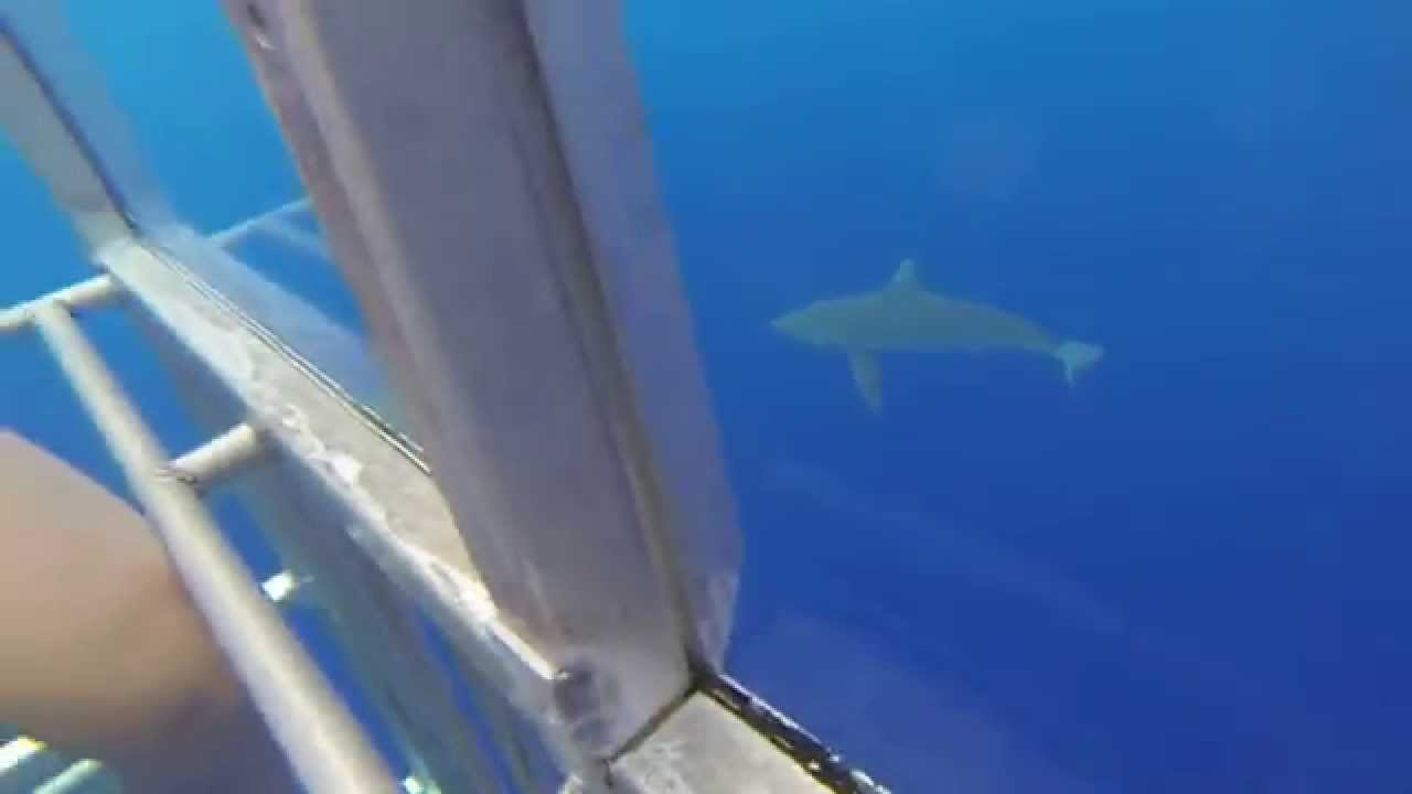 Hawaii Shark Encounters - Oahu, Hawaii - Shark tank #2