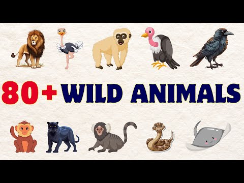 80+ Wild Animals | Learn Animals Name In English With Pictures ...