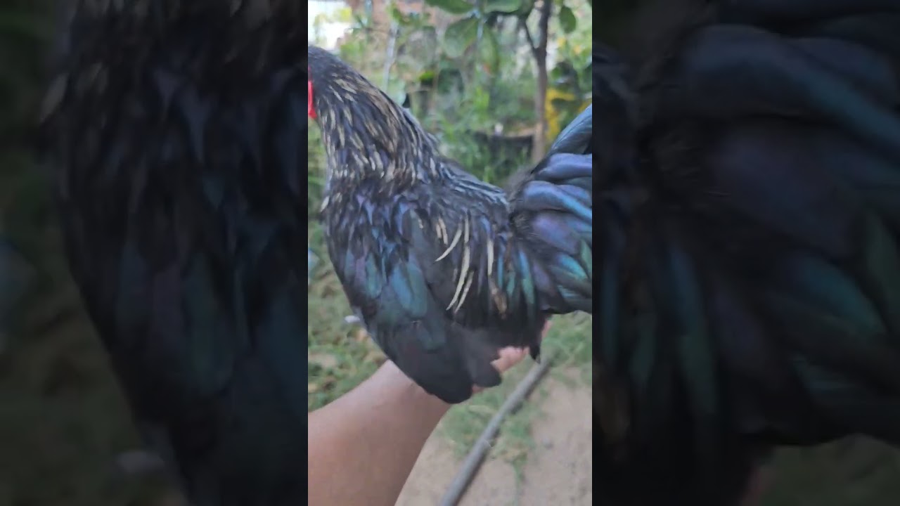 bantam pet rooster | breeding bantam #bantam #youtubeshorts #pets  #rooster #breeding #viral