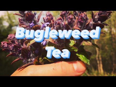 Bugleweed Medicinal Tea