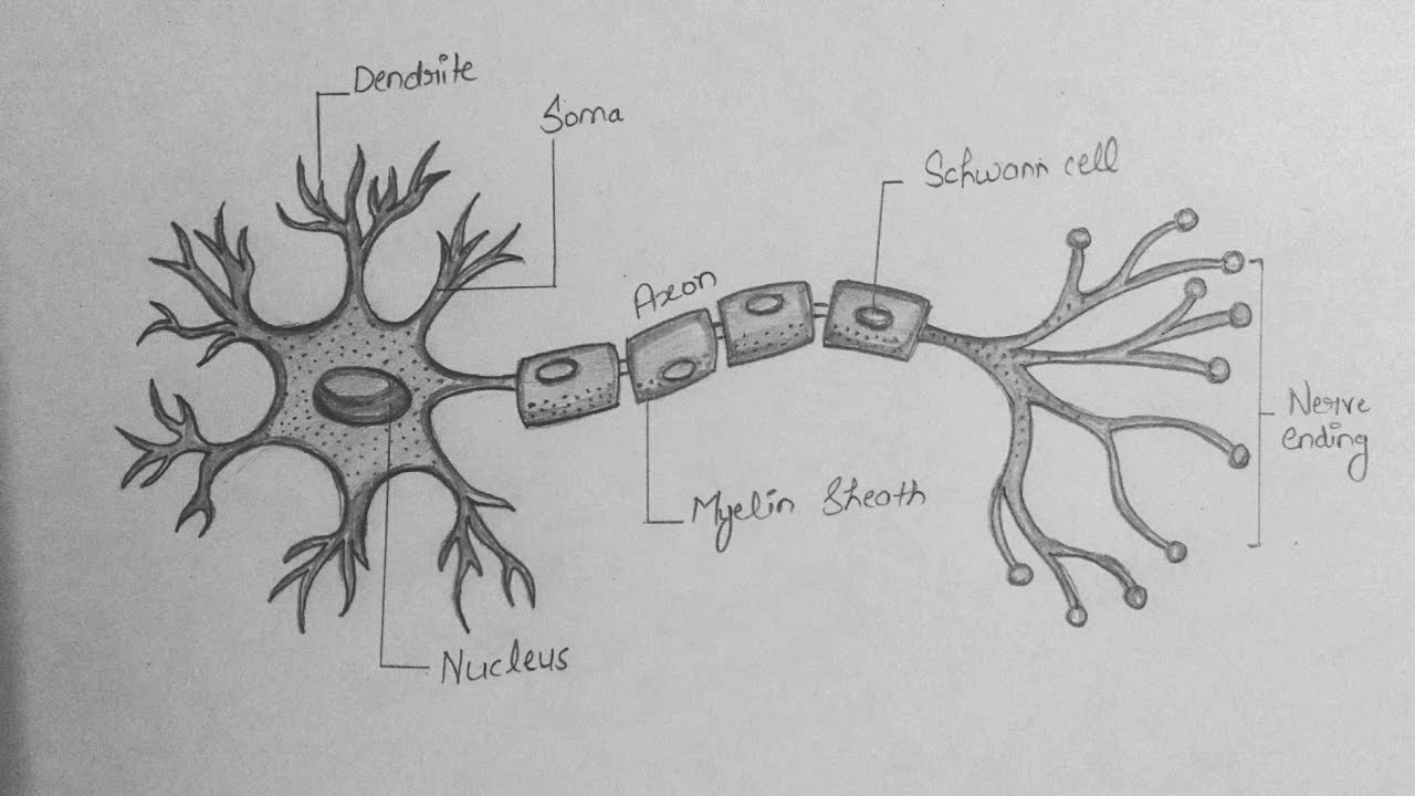 How to draw a Neuron step by step for beginners || Neuron Diagram