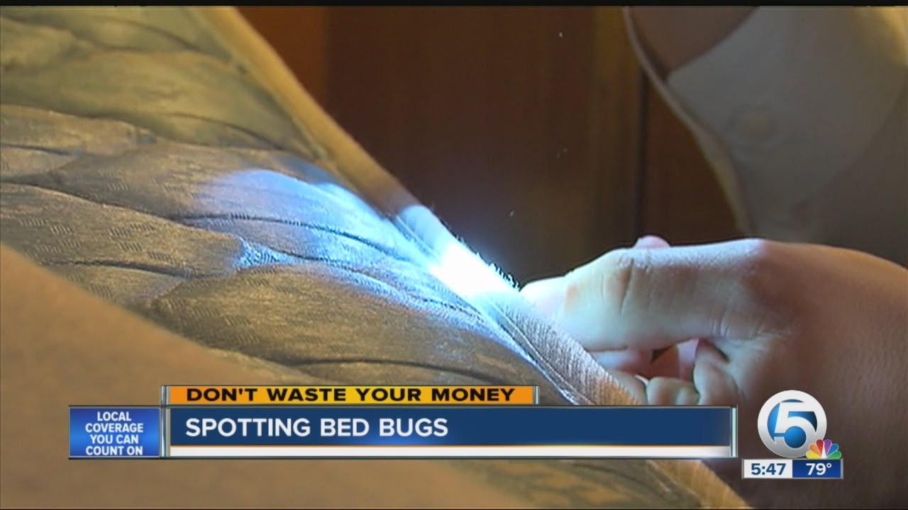 DWYM: Spotting bed bugs