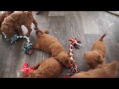 Scarlett's Red Australian Labradoodles @ 4 Weeks!
