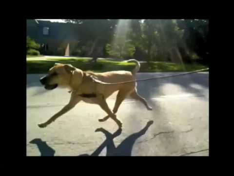 Best Dog Runners in the Country | Runner's World