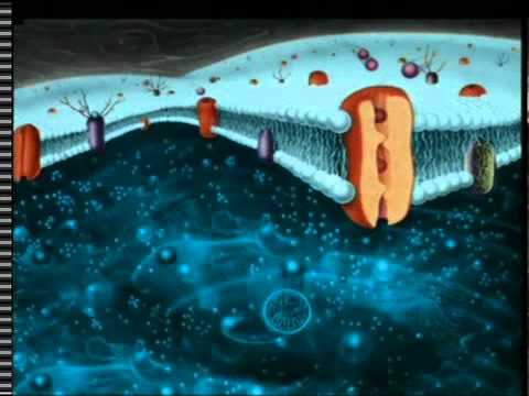La cellule | Sciences de la vie et de la Terre