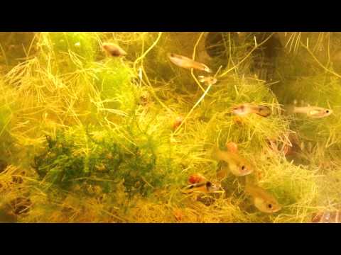 (Video) Platinium Neon Endler (Hybrid) | Endler Guppy Project
