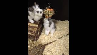 Kanin mix med blandede racer, køb nu kun DKK 549,00, MiniZoo.dk