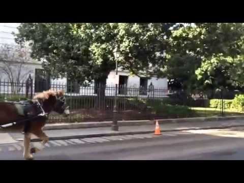 Clip of horse & carriages in New Orleans, LA