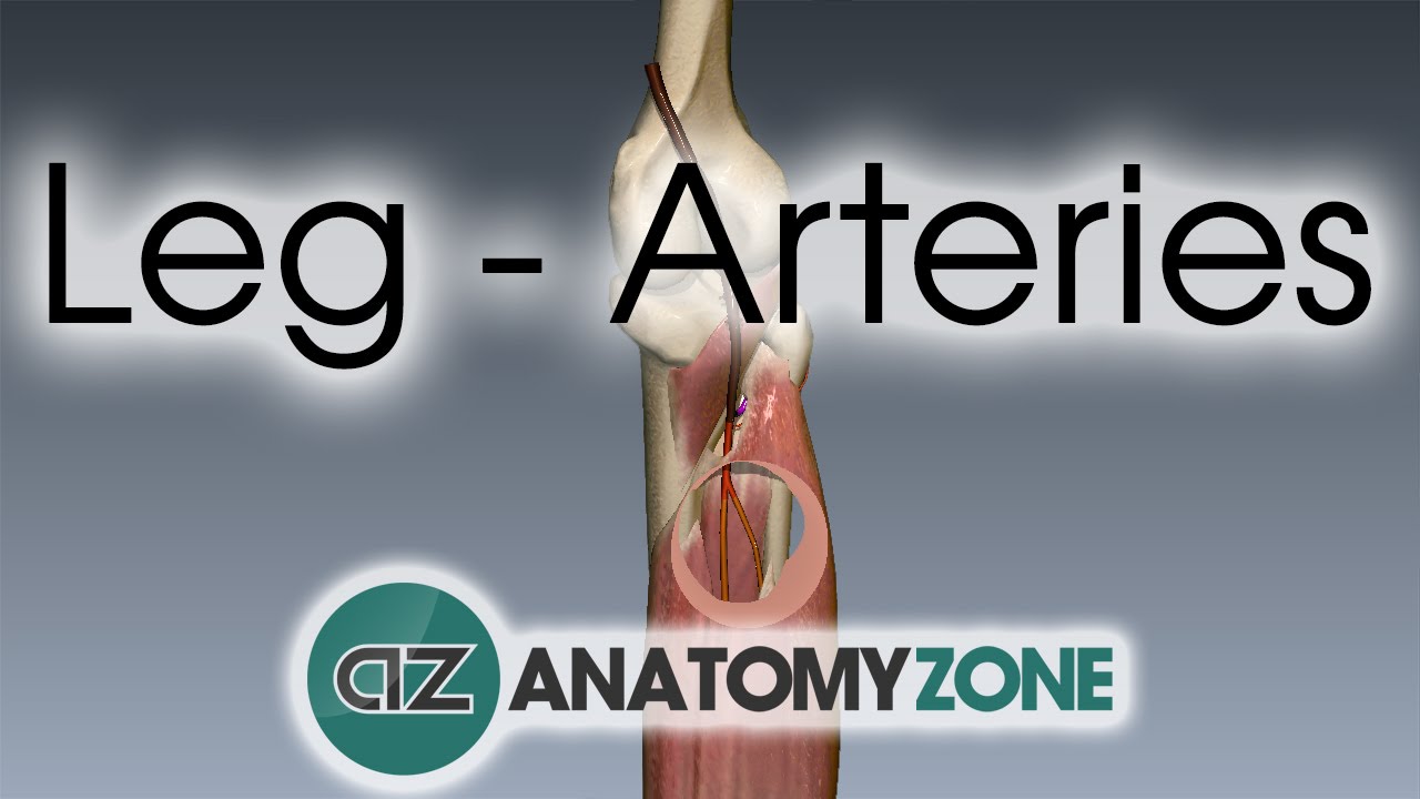 Leg Arteries - 3D Anatomy Tutorial