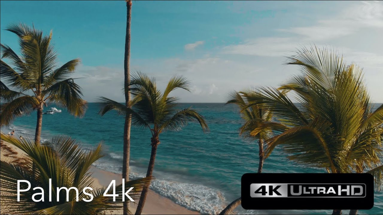 Palms 4k (Ultra HD)⎜Relaxing Music⎜Earth from Above