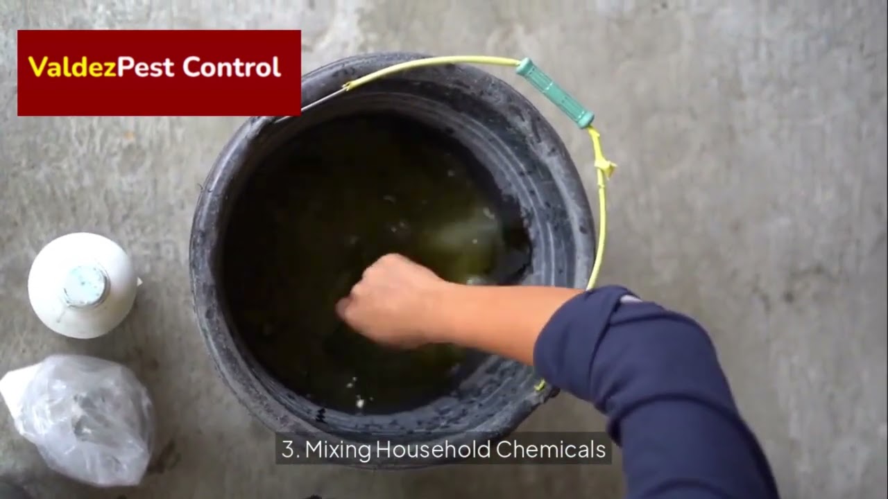 DIY Pest Control Hacks You Should Avoid: What Not to Try at Home