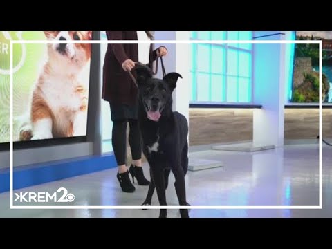 Pick of the Litter: Meet Zorro, a five-year-old shepherd mix