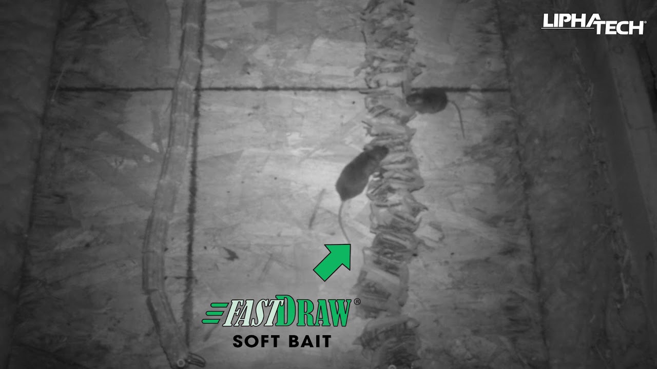 FastDraw Time-lapse Video