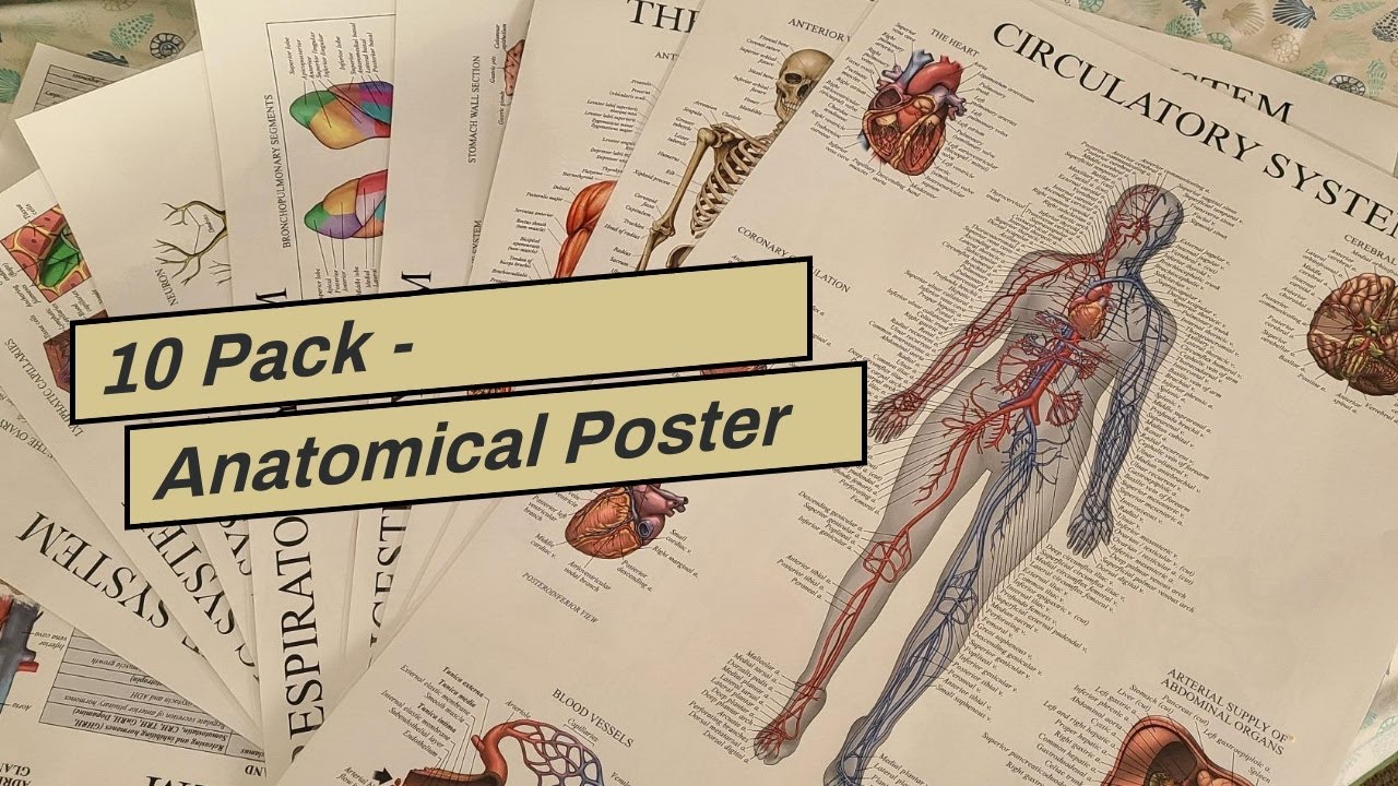 10 Pack - Anatomical Poster Set - Laminated - Muscular, Skeletal, Digestive, Respiratory, Circu...