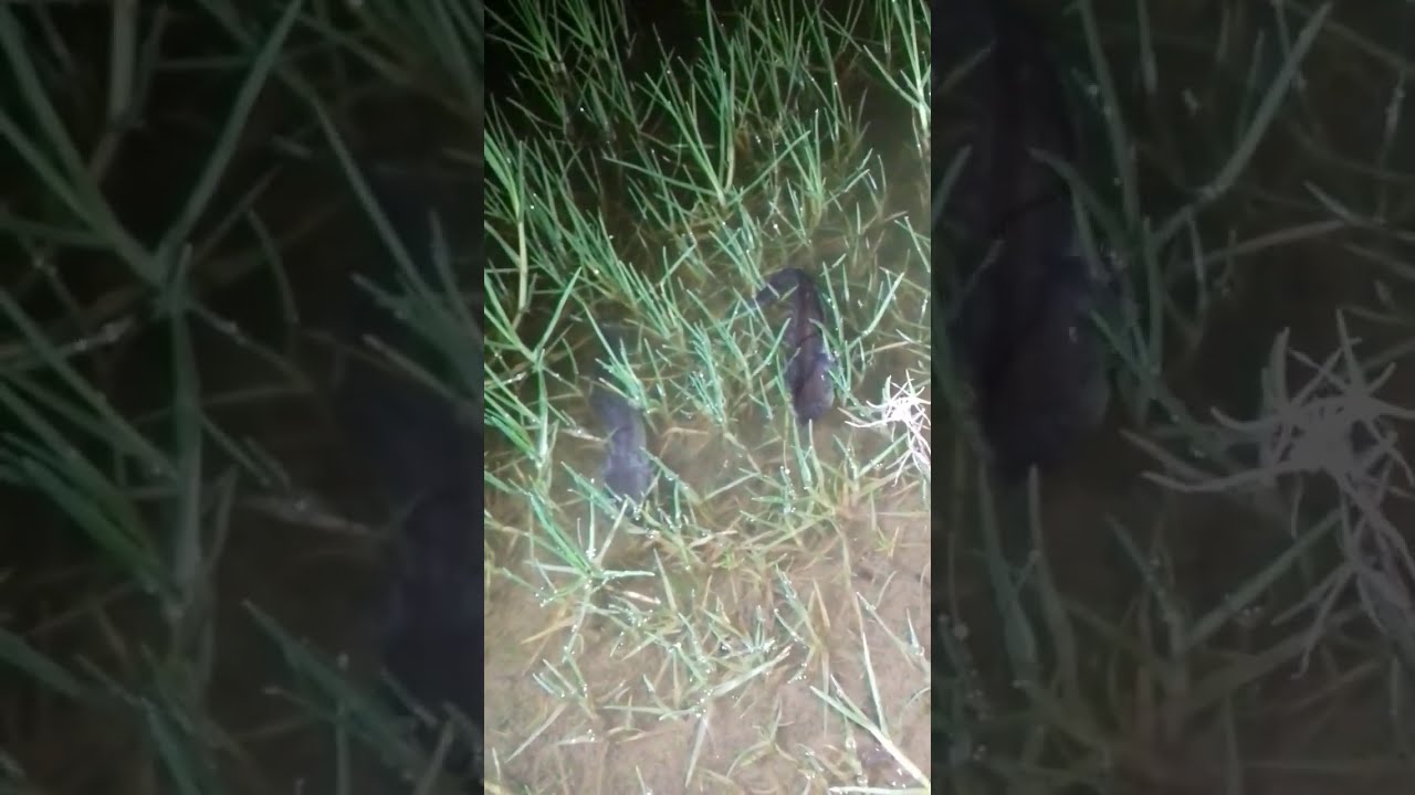 Axolote del Altiplano (Ambystoma velasci), en vida libre.