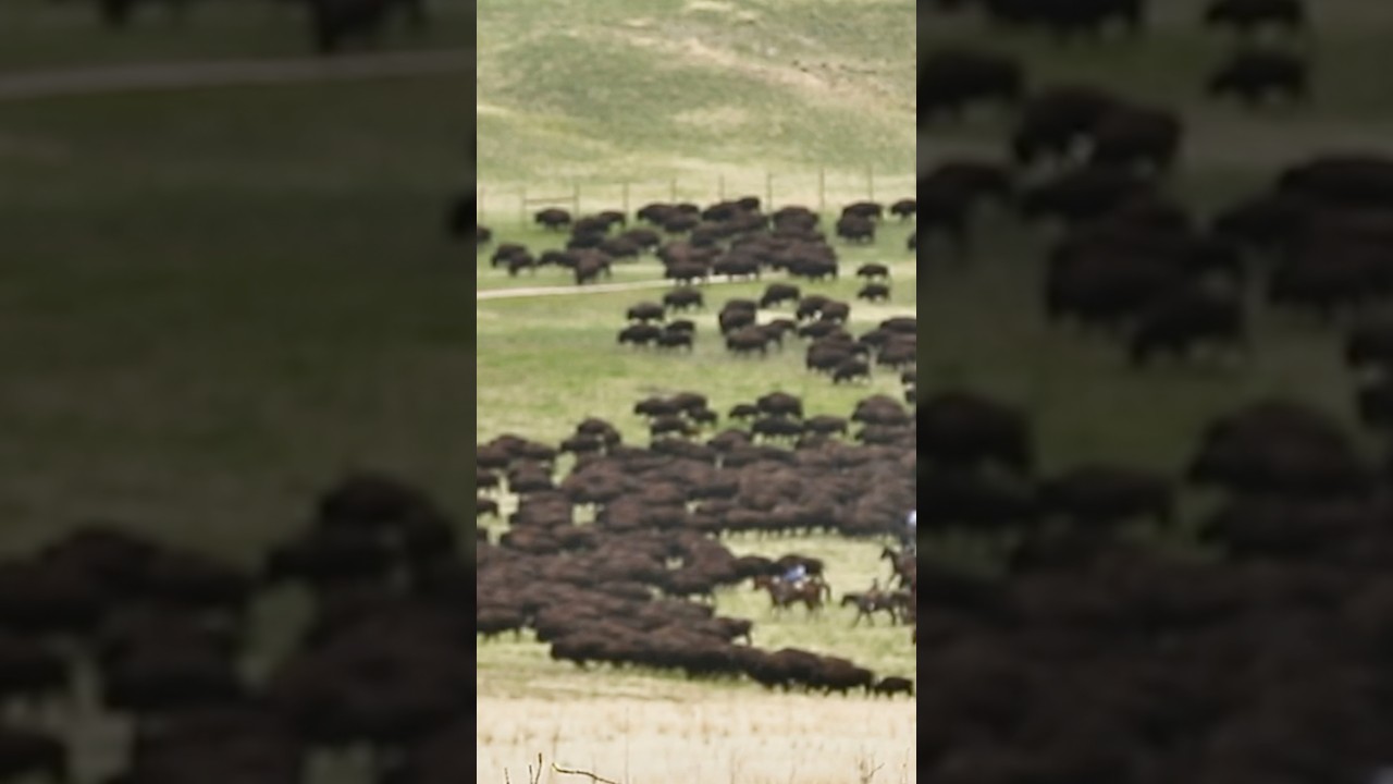The Bison Roundup at Antelope Island State Park in Utah