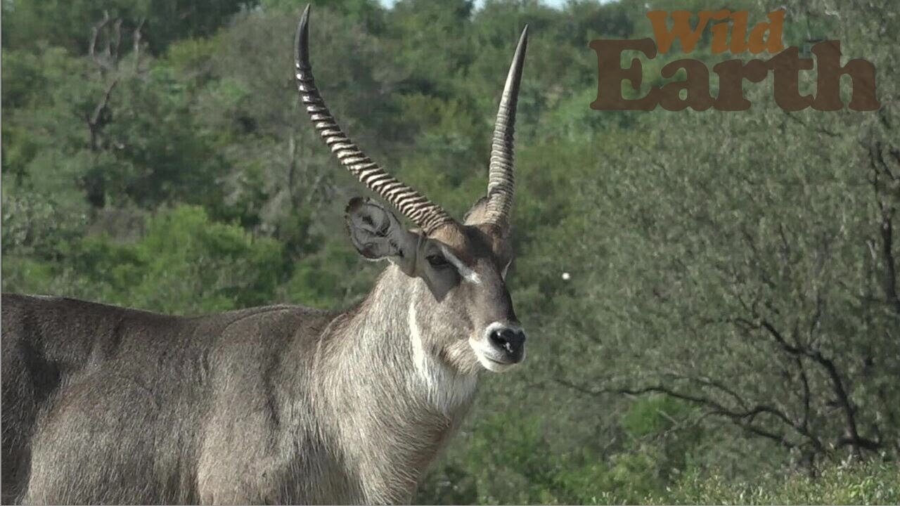 WildEarth - Sunset  - 28 March 2021