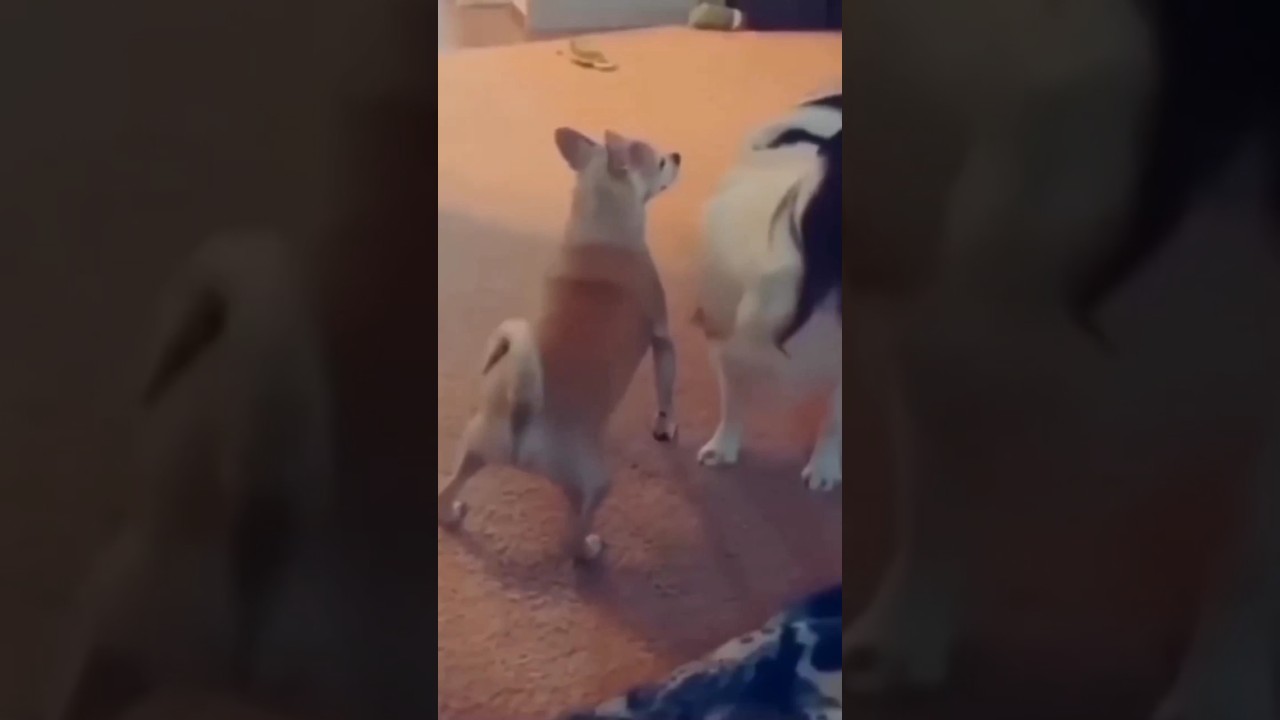 Caídas Divertidas 😂 #meme #parodia #risa #caidas #humor #fails #short