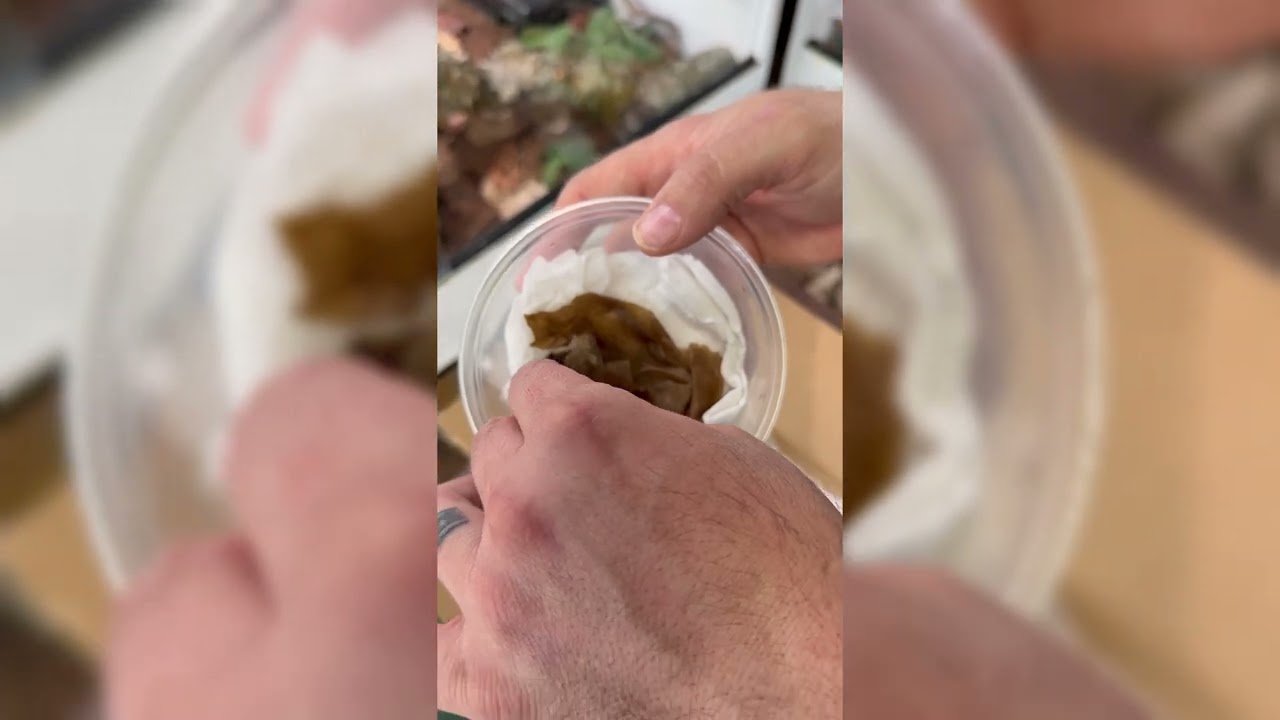 Unboxing Our New Leachianus Geckos! 🦎 Meet Rango & Mushu – The New Caledonian Giants!