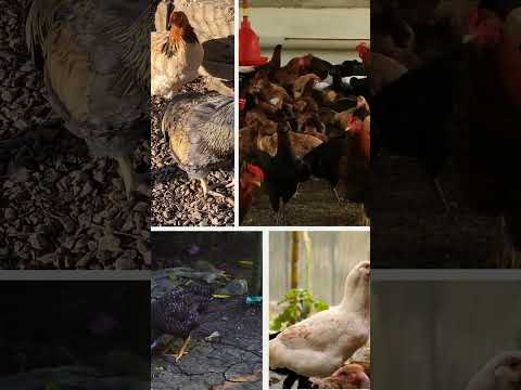 Heritage Chicken Owners, Beware! 5 Common Poultry Diseases You Should Know About