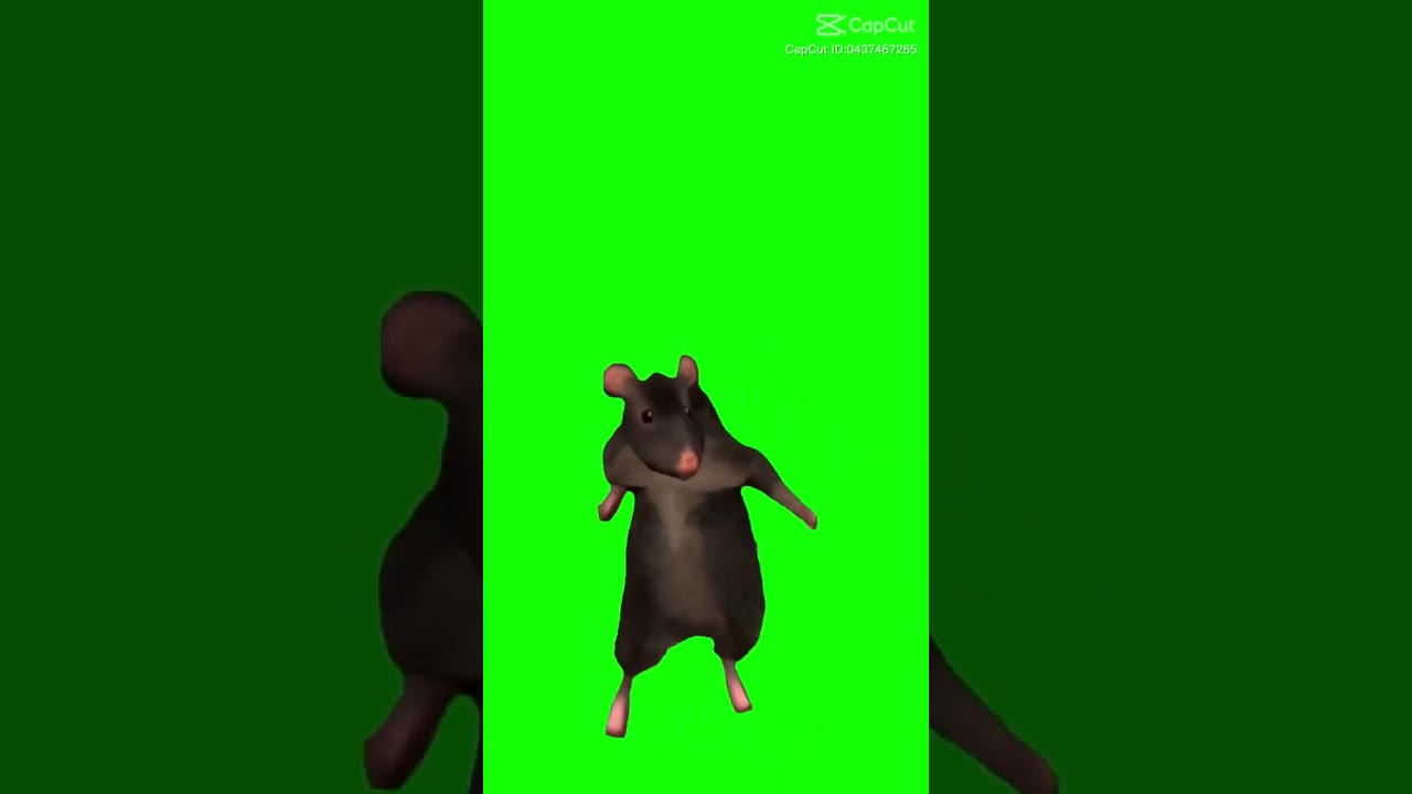 Dancing Rat green screen #music #artist #memes #greenscreen