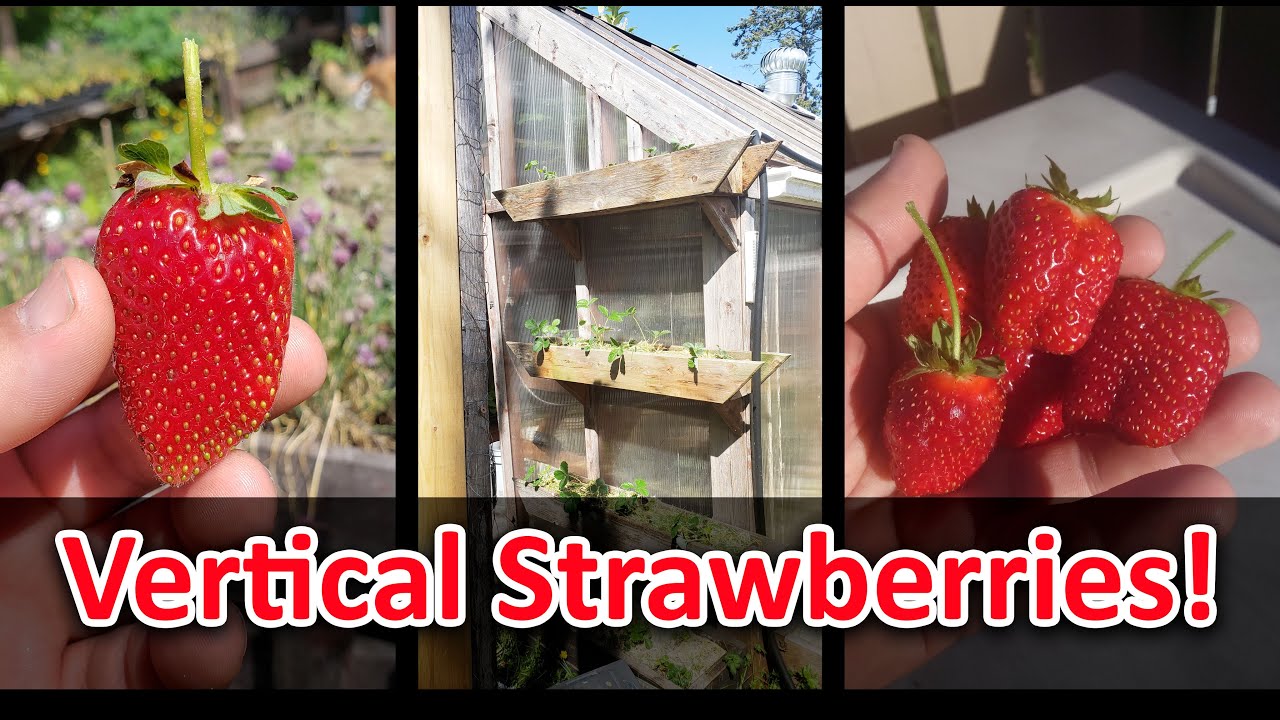 Growing Strawberries Vertically, Its Not Hard!