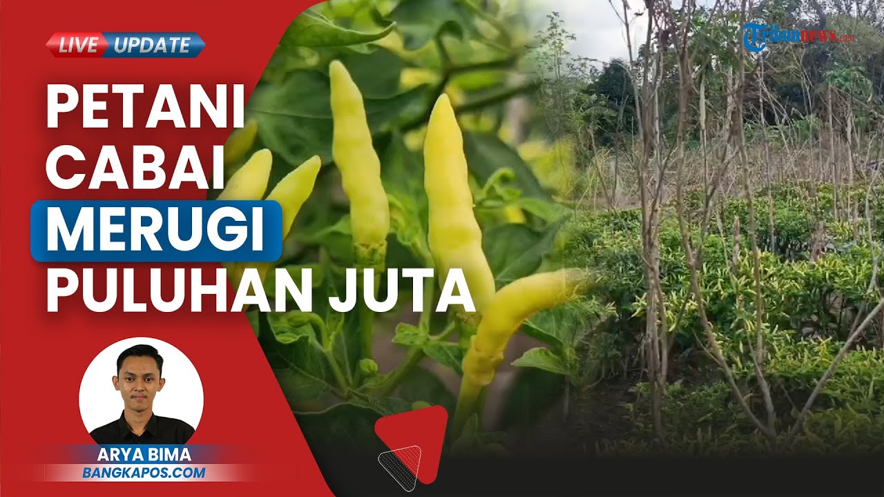 Kisah Petani Cabai di Bangka Tengah Pernah Rugi Puluhan Juta Gegara Hama Patek akibatkan Gagal ...
