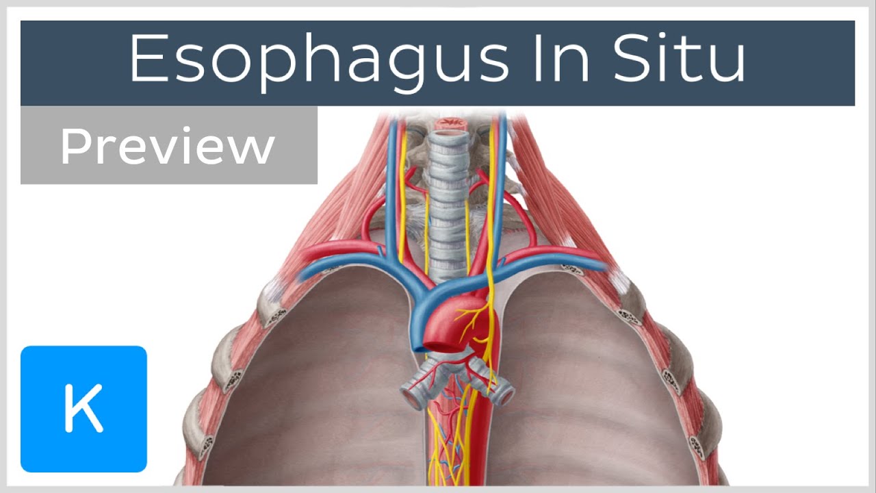 Esophagus location and function (preview) - Human Anatomy | Kenhub