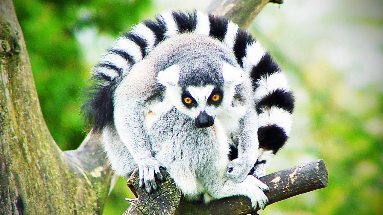 Funny Lemurs ★ Have Fun Like a Lemur (HD) [Funny Pets]