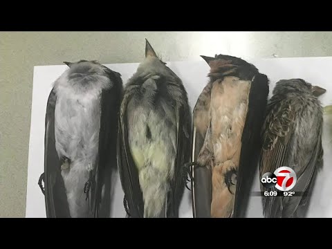 Hundreds of thousands of migratory birds found dead in New Mexico