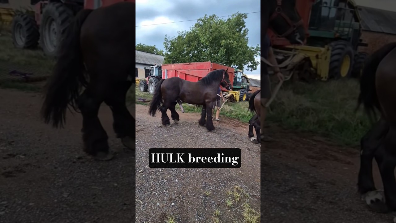 Horse breeding.. subscribe for more