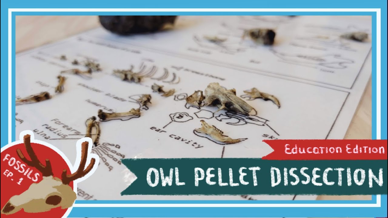 Owl Pellet Dissection || When the Owl Sings [EDU]