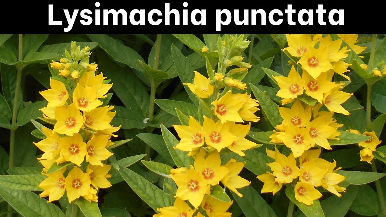 Lysimachia punctata (Yellow Loosetrife)