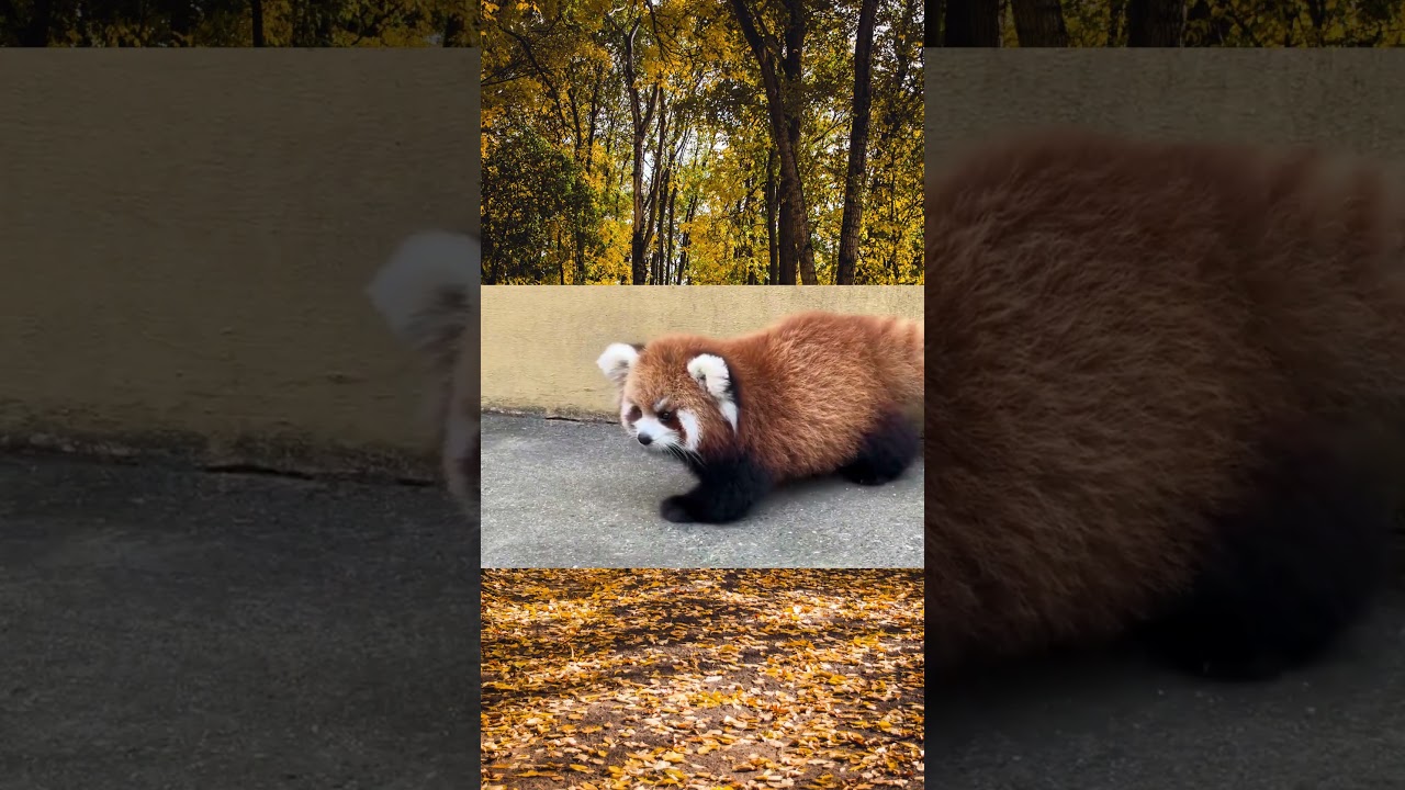 FLUFFY RED PANDA!