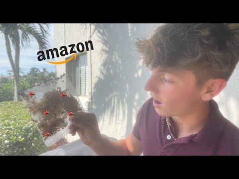 I Bought LIVE Ladybugs On Amazon