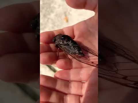Eve is always finding some critter. #shorts #cicada #bugs #animals #kids #explore #florida #fun