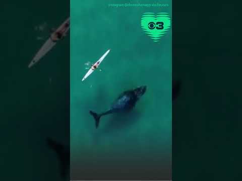 Drone captures curious humpback whale near kayaker