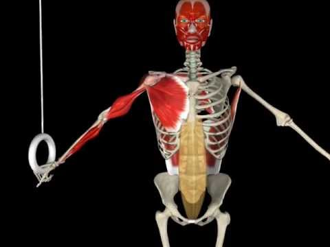 anatomy of Rings – Gymnastics Coaching.com