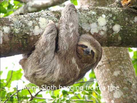 sloths are awesome