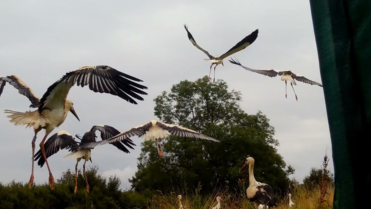 Young white storks released at Knepp