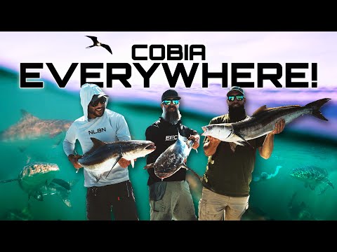 NLBN: Non-Stop Cobia Action! Ft. Everglades Fishing Co.