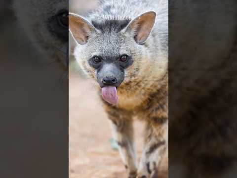 The Aardwolf: The Earth Wolf That Eats Termites #hyena #aardwolf #videoshorts