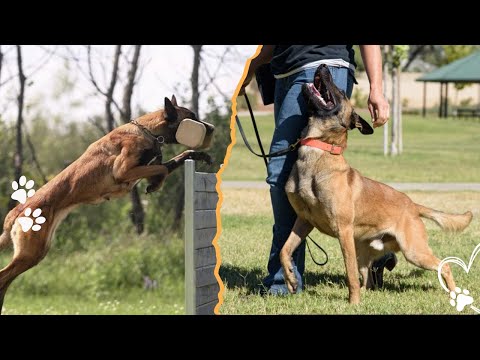 Top 4 Dog Breeds Only Pros Can Handle