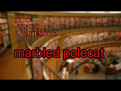 What does marbled polecat mean?