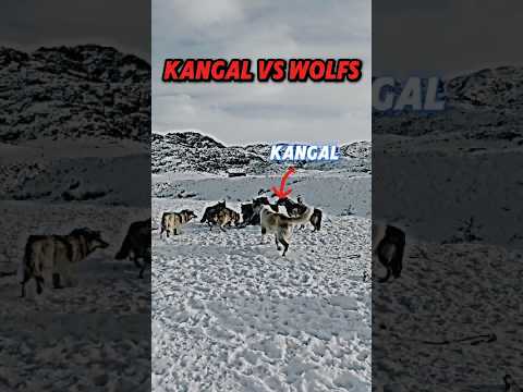 kangal vs wolf #trending #animals #wildlife #dog #kangal