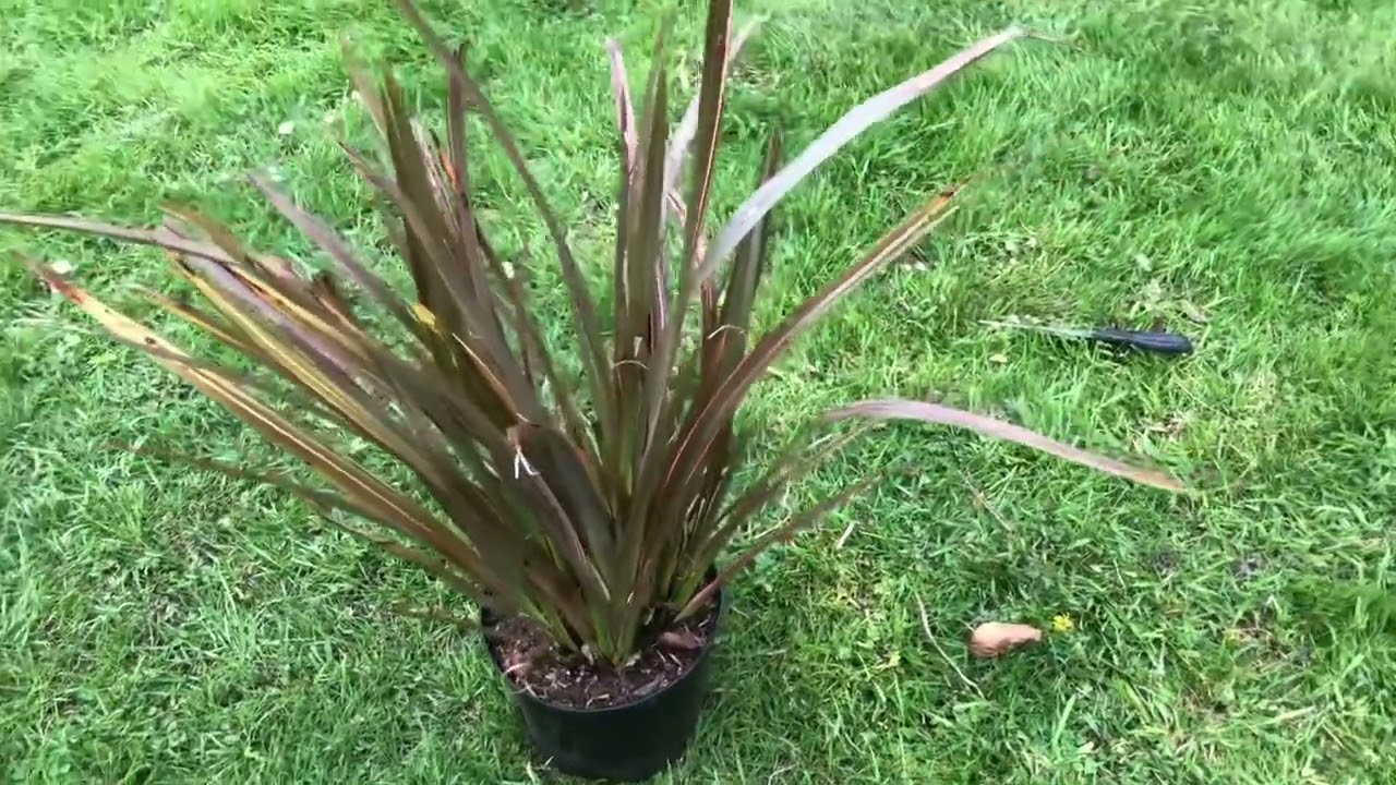 Bargain phormium!