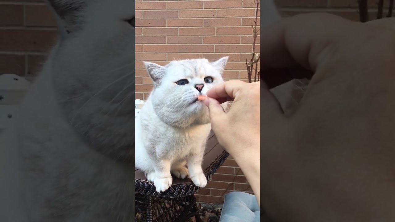 Apollo just loves his shrimp.