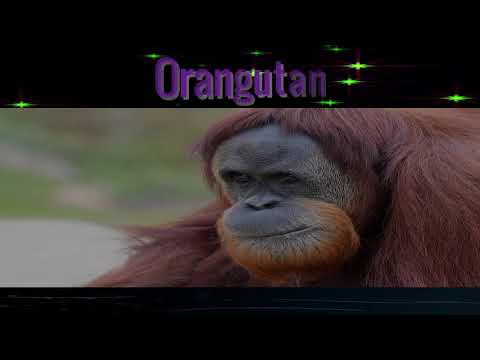 The Orangutan Spirit Animal | Meaning - Spirit animals